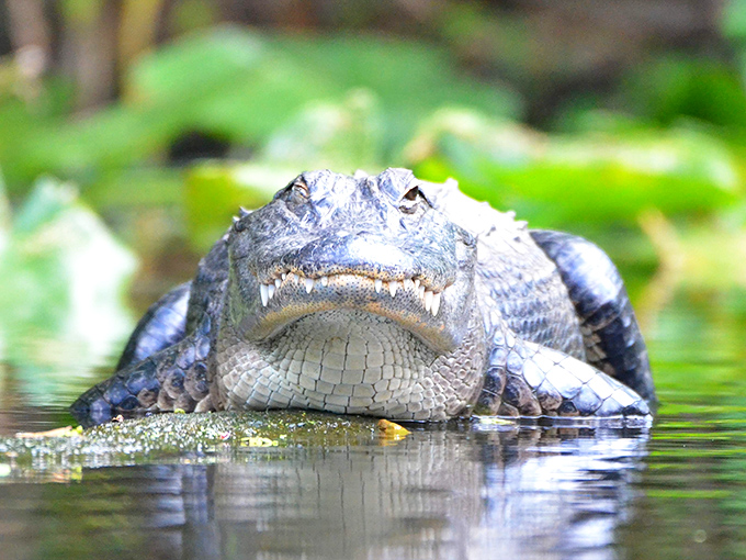 This alligator's smirk seems to say, "Yes, I'm exactly what you came to Florida to see," as it lounges like a scaly celebrity.