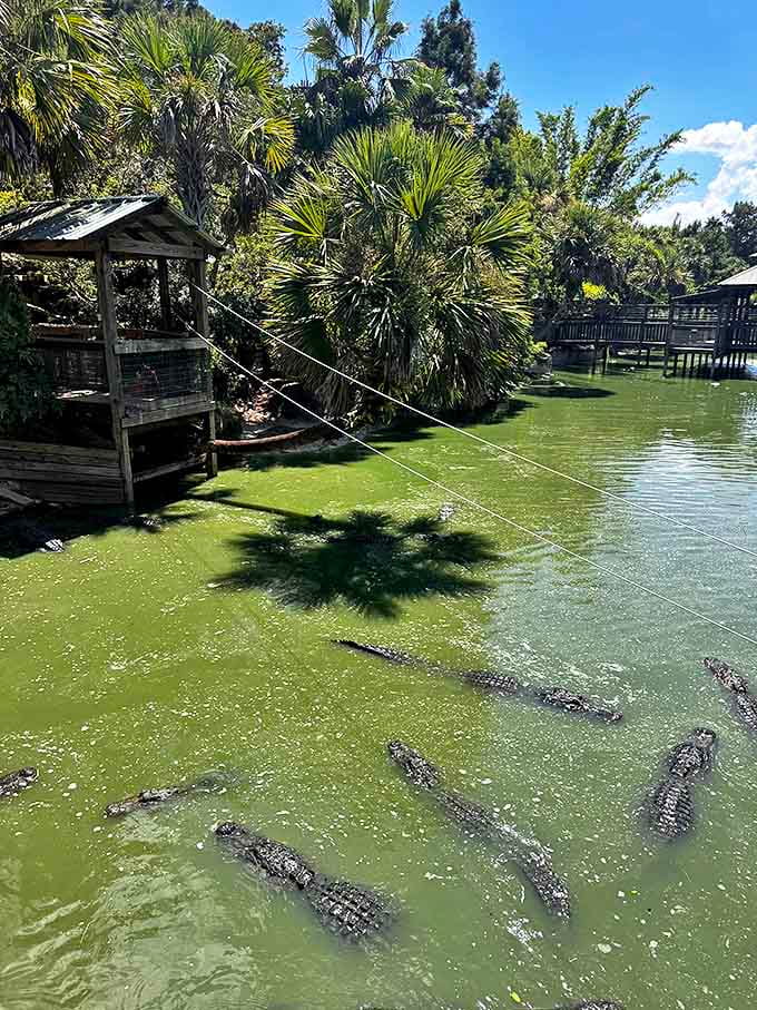 Prehistoric residents gather for their daily sunbathing ritual &ndash; these living dinosaurs have perfected the art of intimidating side-eye.