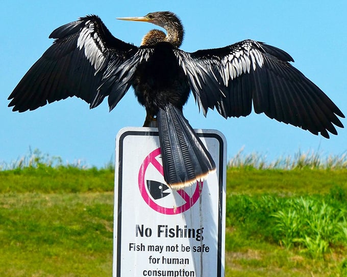 An anhinga spreads its wings in classic drying pose, looking like a prehistoric creature that time-traveled forward and decided modern Florida suits it perfectly.