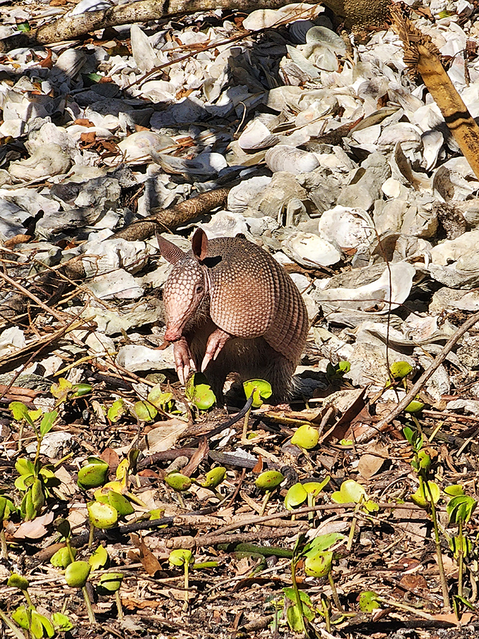 Florida's armored resident pauses for an impromptu photoshoot, probably wondering why humans find its prehistoric appearance so fascinating.