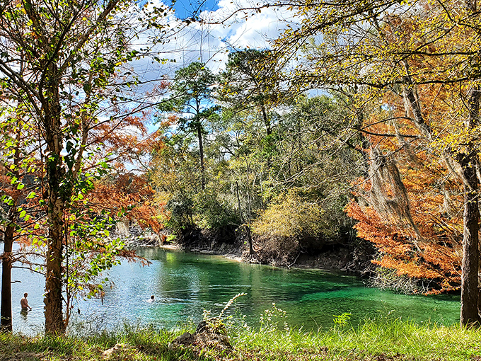 Fall's golden touch transforms Little River Springs into a kaleidoscope of autumn colors reflected in waters clear as optical glass.