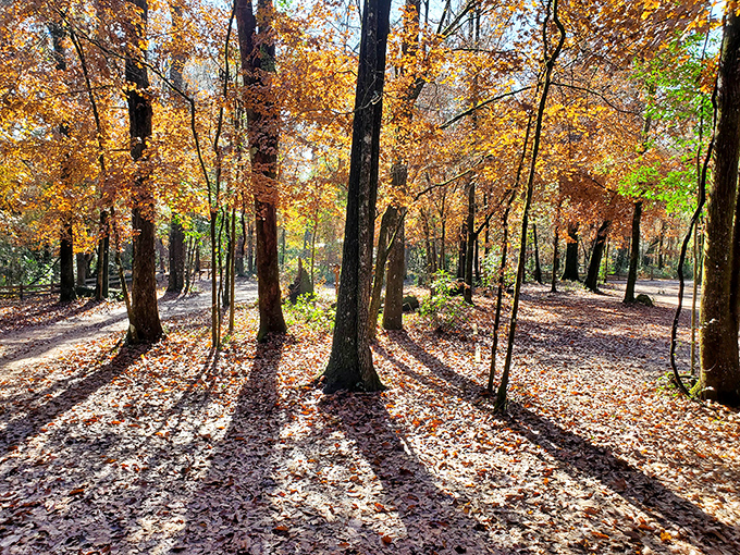 Autumn paints the forest in warm amber hues, creating a golden hour that lasts all day as shadows stretch like nature's own sundial.
