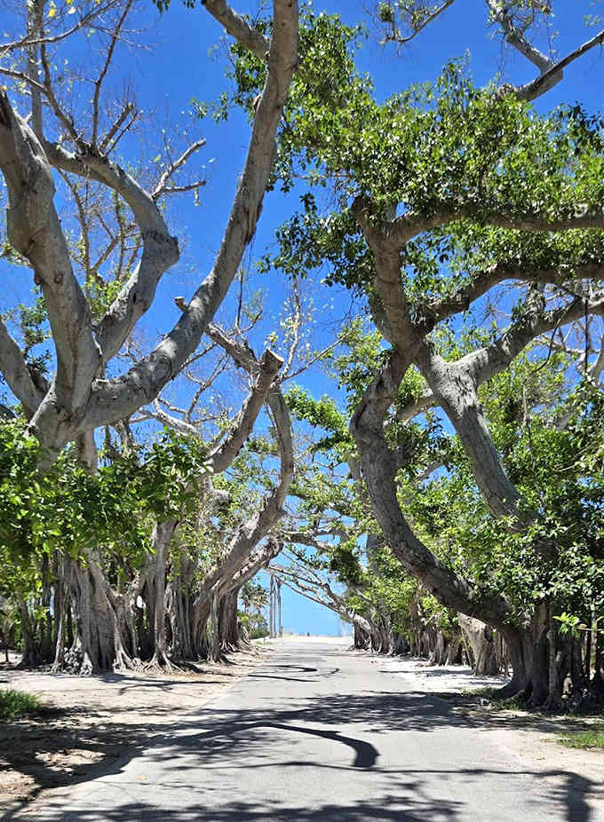 Banyan Street's living cathedral, where massive trees create a natural canopy that feels like walking through the pages of a fantasy novel.