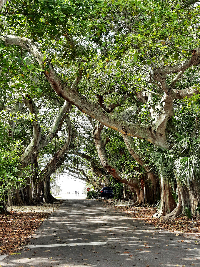 Cathedral-like banyan trees create living tunnels throughout the island, their twisted branches telling stories of countless island summers.