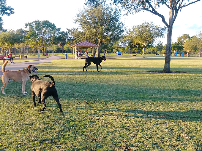 Doggy heaven! Barkham Park proves that humans aren't the only ones who deserve a dedicated space for socializing and zoomies.