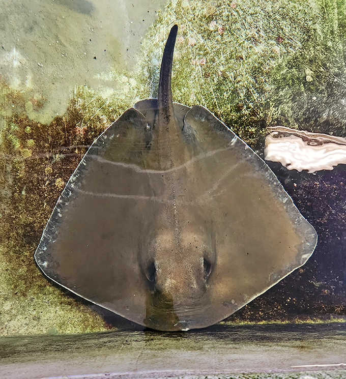 Stingrays have an otherworldly grace that makes them look like they're flying through water rather than swimming through it.