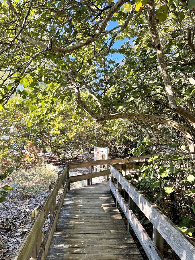 Nature's hallway: This wooden boardwalk tunnels through a canopy of sea grapes and palms, leading adventurers to hidden coastal treasures.