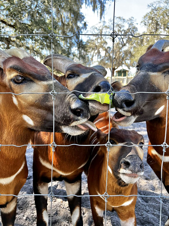 This is a serious photo opportunity! These beautiful bongos are sharing a little cabbage, proving that sharing is caring, especially when lettuce is involved.