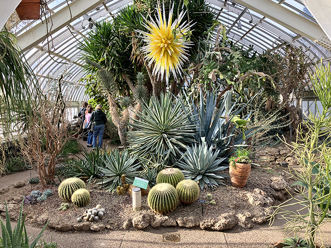 The desert garden's spiny residents prove that beauty comes in all forms &ndash; even those that might puncture you if you get too friendly.