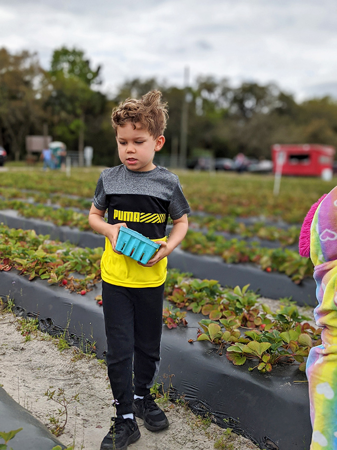 Concentration personified &ndash; this young picker carefully selects only the ripest berries for his growing collection.