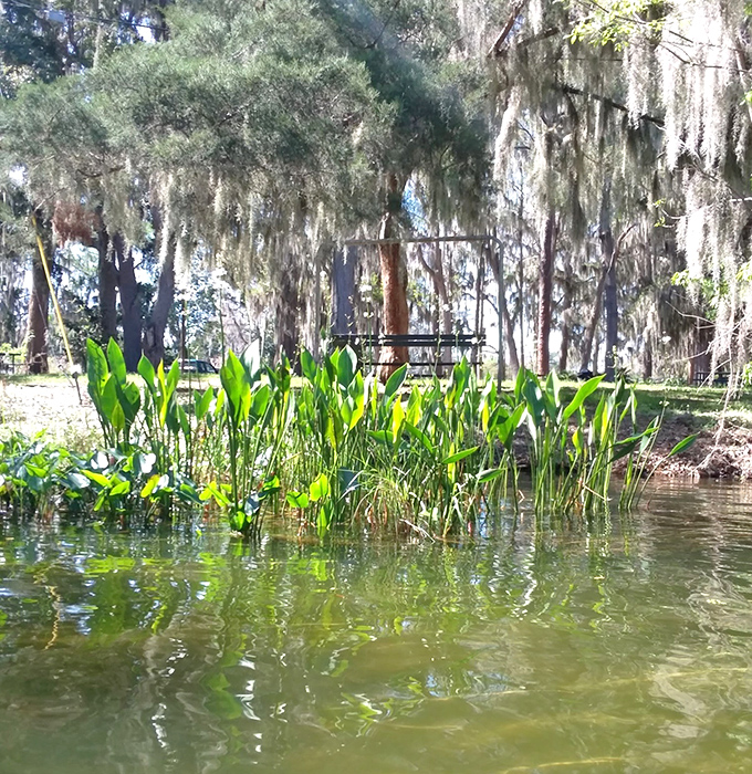 Aquatic plants create a living border along the canal's edge, their emerald leaves filtering the water and providing crucial habitat for countless creatures.