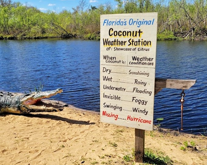 Florida's Original Coconut Weather Station: meteorology simplified to "if coconut wet, bring umbrella" &ndash; surprisingly accurate!