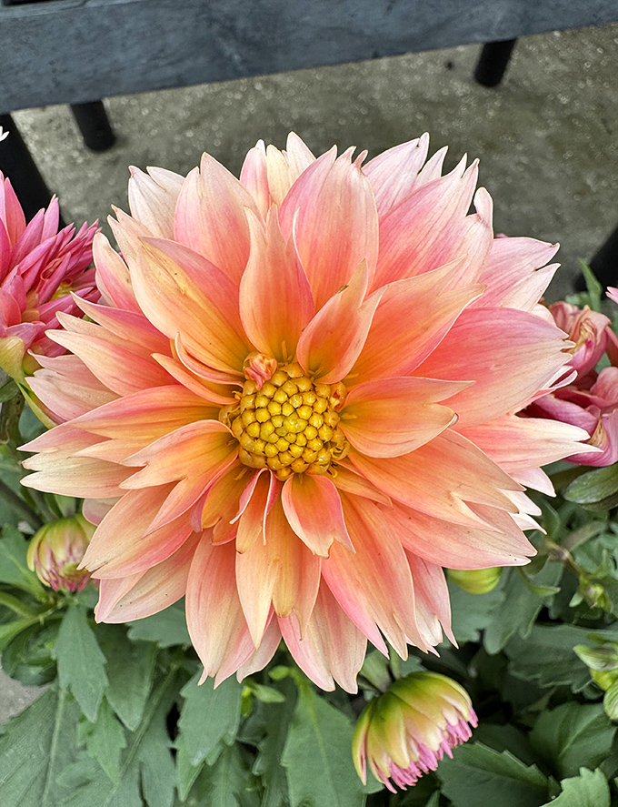 This peachy-pink dahlia isn't just a flower &ndash; it's nature's geometry lesson wrapped in petals soft enough to make angels jealous.