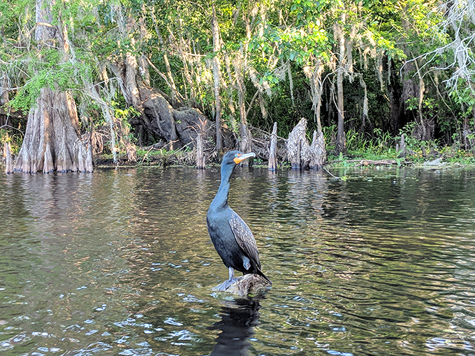 "Paint me like one of your French birds" – this cormorant strikes a pose worthy of a wildlife magazine cover.