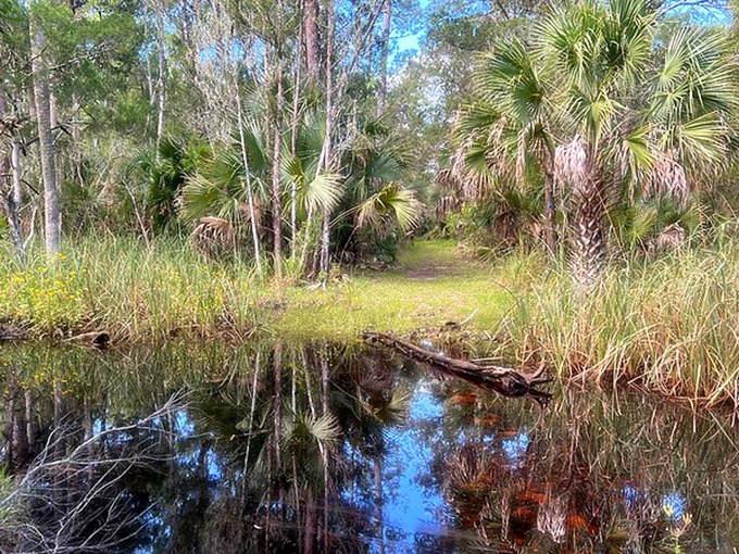 Water meets wilderness in this quintessential Florida scene &ndash; just add alligator for the complete experience.