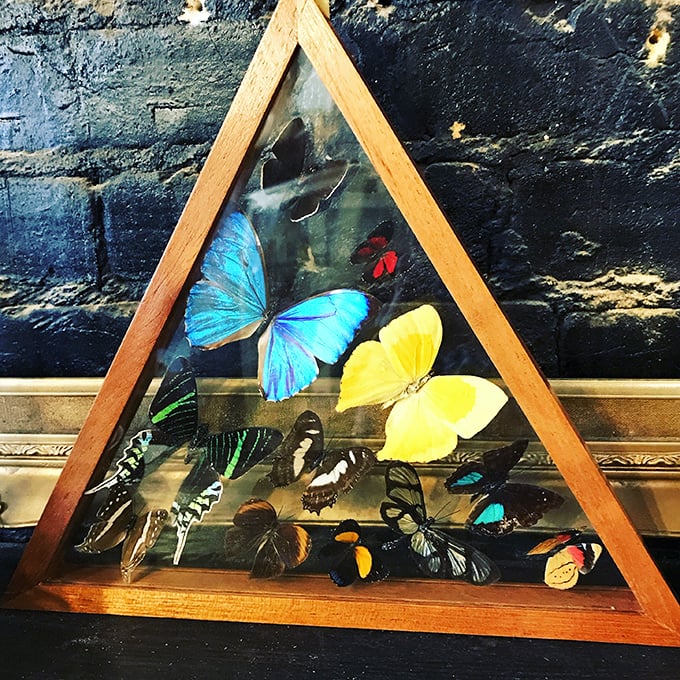 Vibrant butterfly specimens arranged in a geometric display transform fragile insects into a kaleidoscopic work of art.