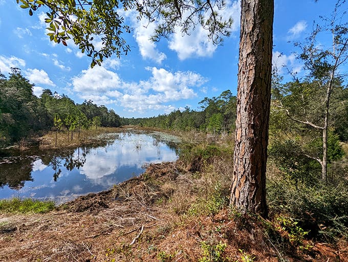 Summer brings mirror-like reflections that challenge your sense of which way is up, creating natural optical illusions better than any funhouse.