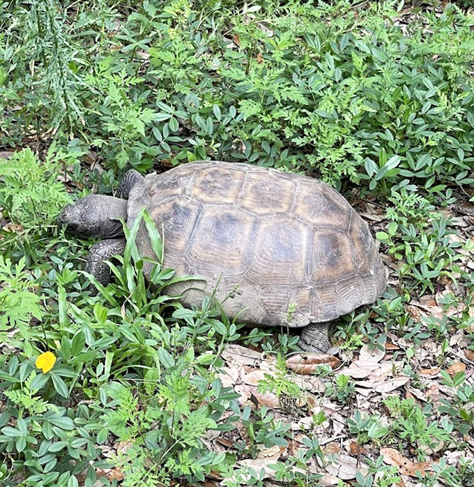 This gopher tortoise didn't rush to greet you, but after carrying that shell for decades, who can blame him?