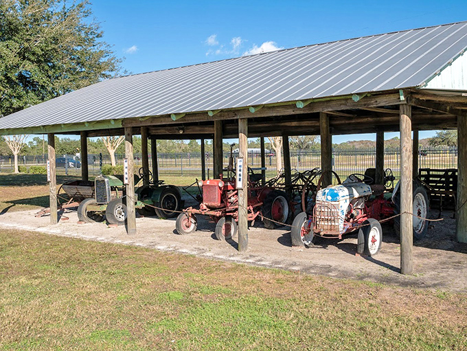 Tractor heaven under a metal roof! These mechanical workhorses once transformed Florida agriculture, now enjoying their well-earned retirement side by side.