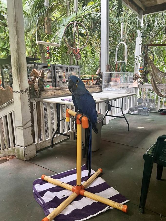 The Hyacinth Macaw, nature's sapphire superstar, perches regally on its stand&mdash;the avian equivalent of a Hollywood A-lister.