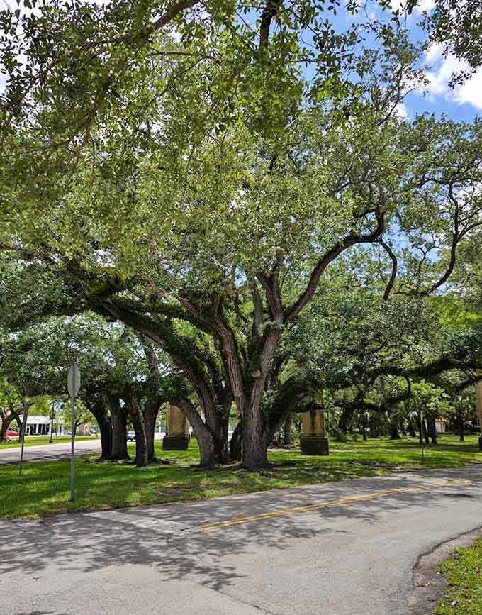 These massive trees have witnessed more Miami history than any textbook, and they're not telling their secrets.