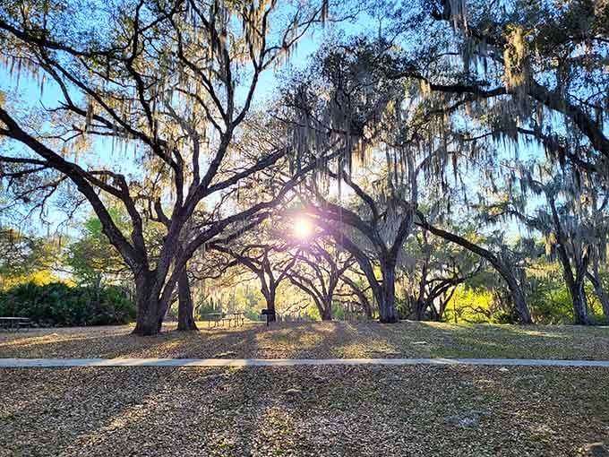 Spanish moss drapes these oaks like nature's own curtains, filtering sunlight into something that belongs on a postcard you'd actually want to receive.