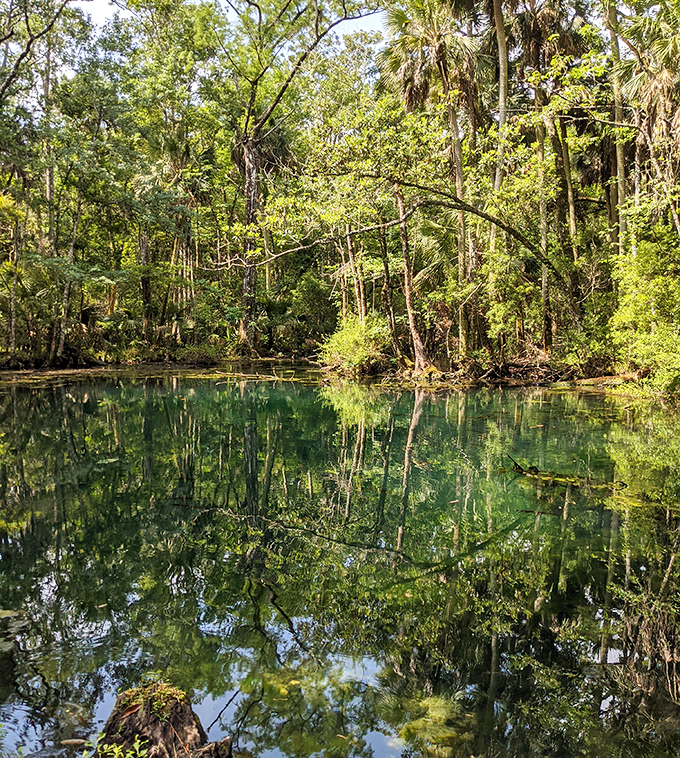 Mirror-perfect waters double the beauty of this forest scene. Mother Nature showing off her Photoshop skills without electricity.