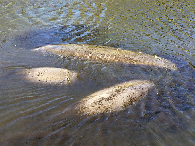 Gentle giants of the lagoon! Manatees glide through the clear shallows, their massive bodies moving with surprising ballet-like grace.