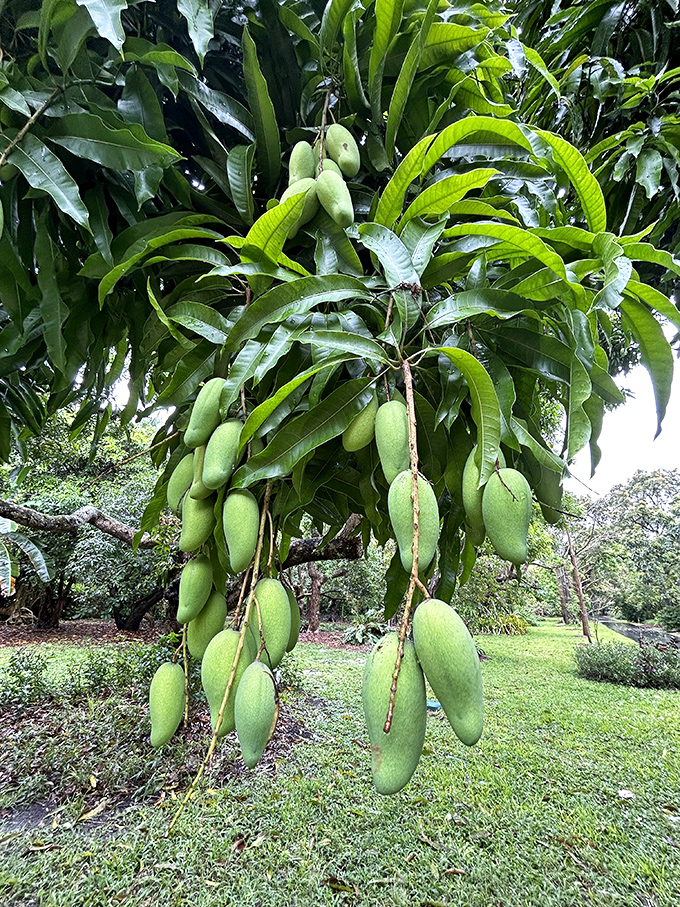 Green mangoes hang like tropical ornaments, promising sweet rewards for those patient enough to wait for ripening.