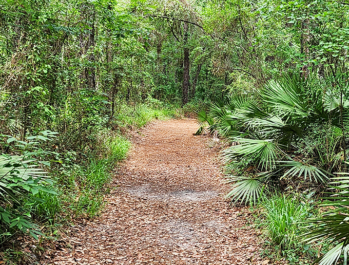 This inviting trail beckons explorers into a palm-fringed corridor, nature's version of the red carpet leading to aquatic celebrity sightings.