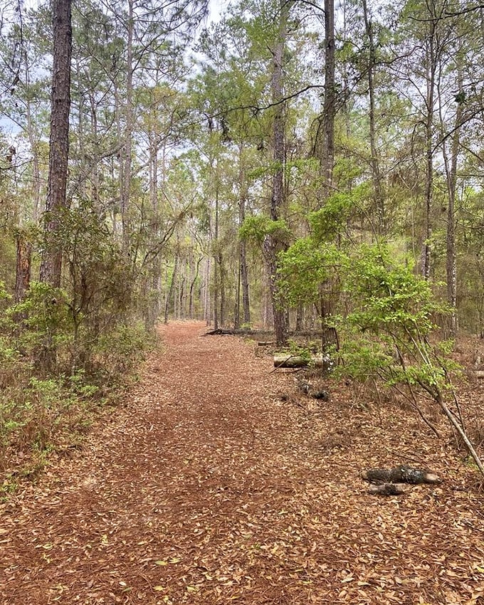 Park trail near cabin: Morning walks take on magical qualities when dappled sunlight filters through ancient oaks along this serene pathway.