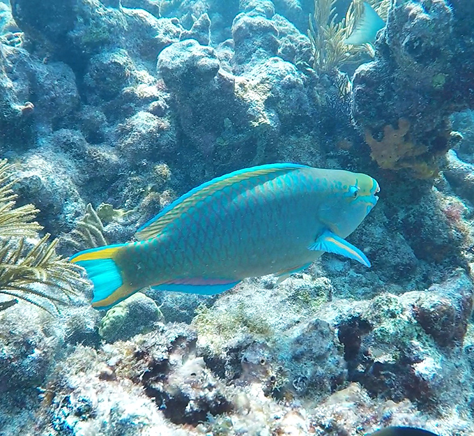 A curious parrotfish investigates the reef near Christ of the Abyss, its electric blue coloration a stark contrast to the statue's muted tones.