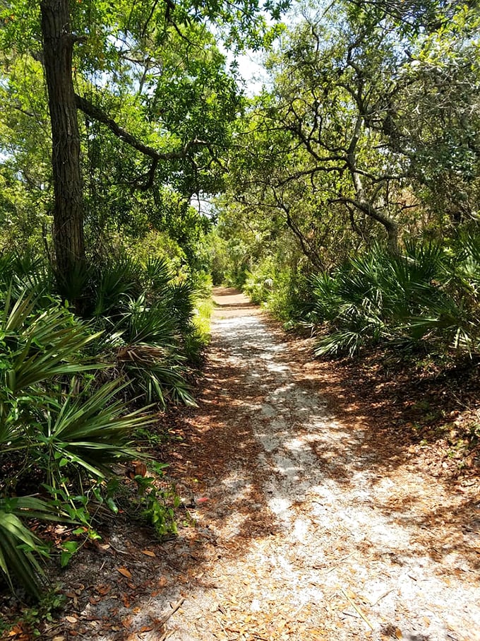 Sunlight filters through a tunnel of palmettos and live oaks, creating a dappled pathway that beckons hikers deeper into island mysteries.