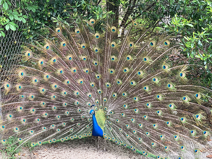 Nature's showstopper flaunts his spectacular plumage, essentially saying "Your peacock blue paint color? Not even close, Karen."