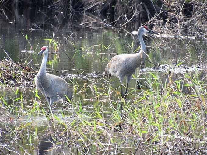 Sandhill cranes pose by the water with the confidence of supermodels who know they're working their best angles.