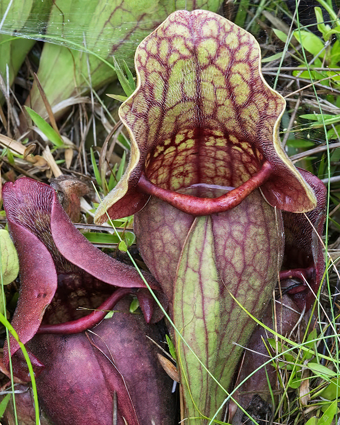 These crimson carnivores look like they're gossiping about the last bug that dropped in for an eternal visit.
