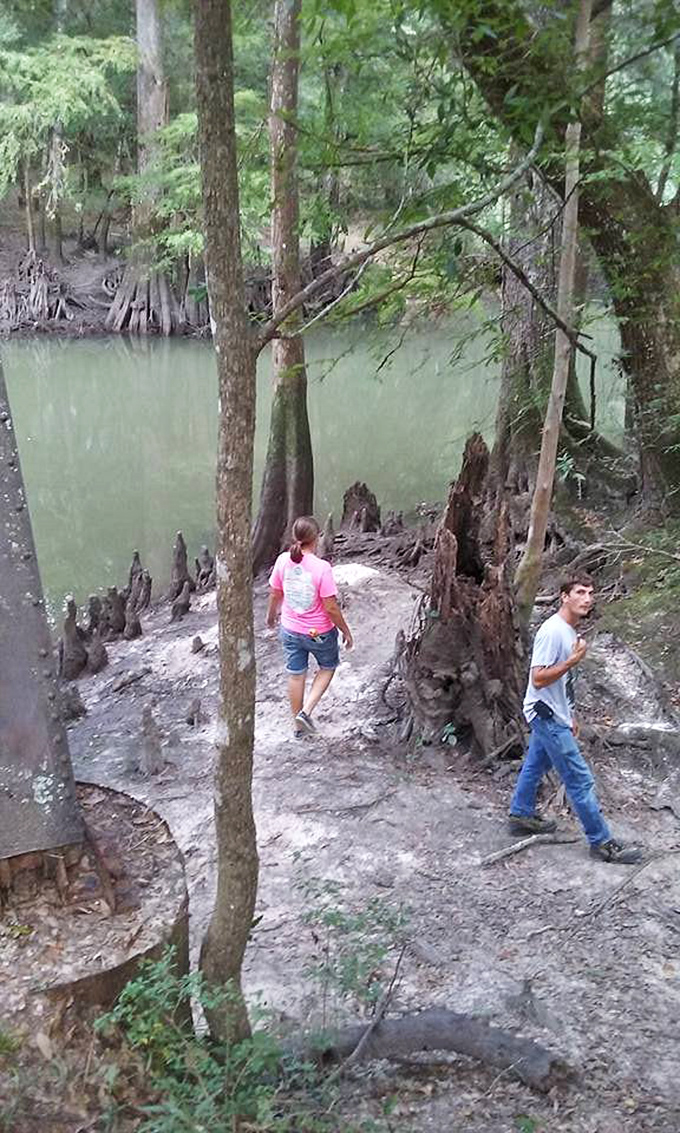 The riverbank reveals cypress knees poking through the soil like nature's own sculpture garden along the tranquil waterway.