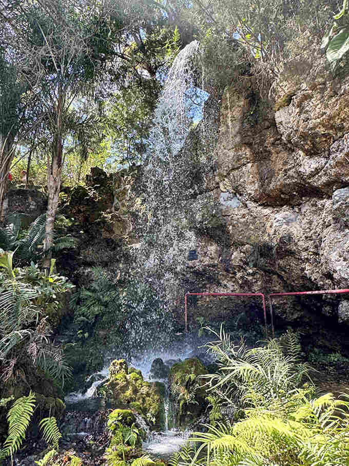Wooden benches await beneath rustling palms, inviting visitors to sit and absorb the garden's symphony of greens.