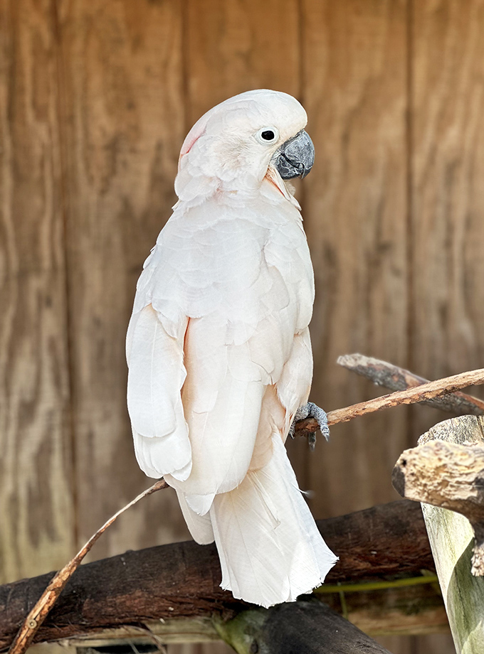The salmon-crested cockatoo strikes a regal pose, its delicate pink-tinged feathers resembling a fashionable hat at a royal wedding.