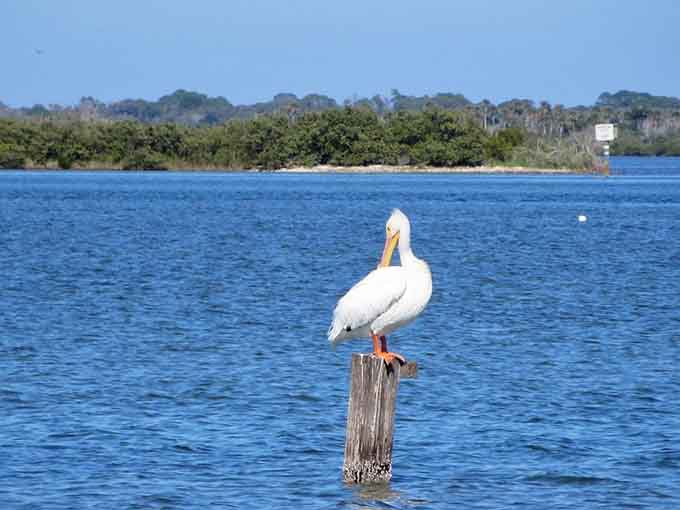 An American White Pelican strikes a pose that would make any Instagram influencer envious, proving nature invented social media aesthetics first.