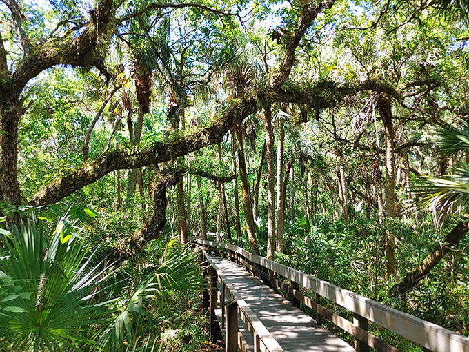 Dappled sunlight plays across this shaded boardwalk, creating nature's own light show as you wander deeper into old Florida.