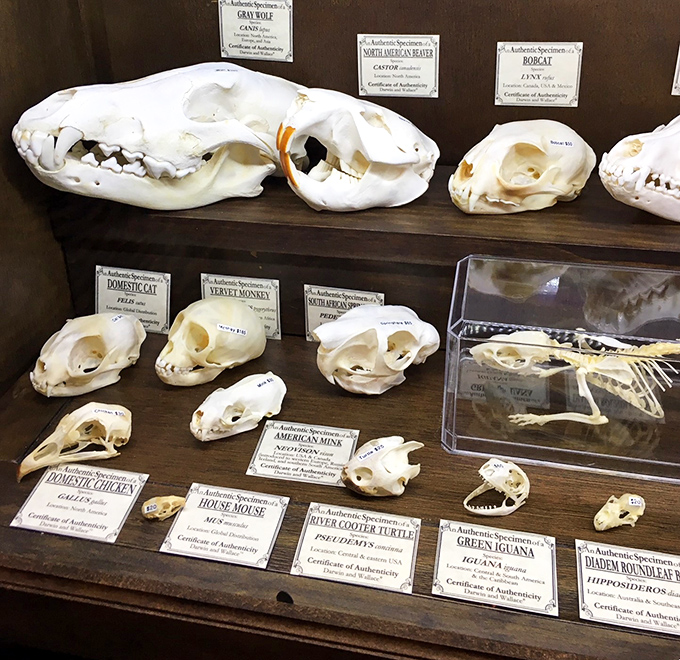 From domestic cats to exotic creatures, this skeletal collection offers a fascinating glimpse beneath nature's surface.