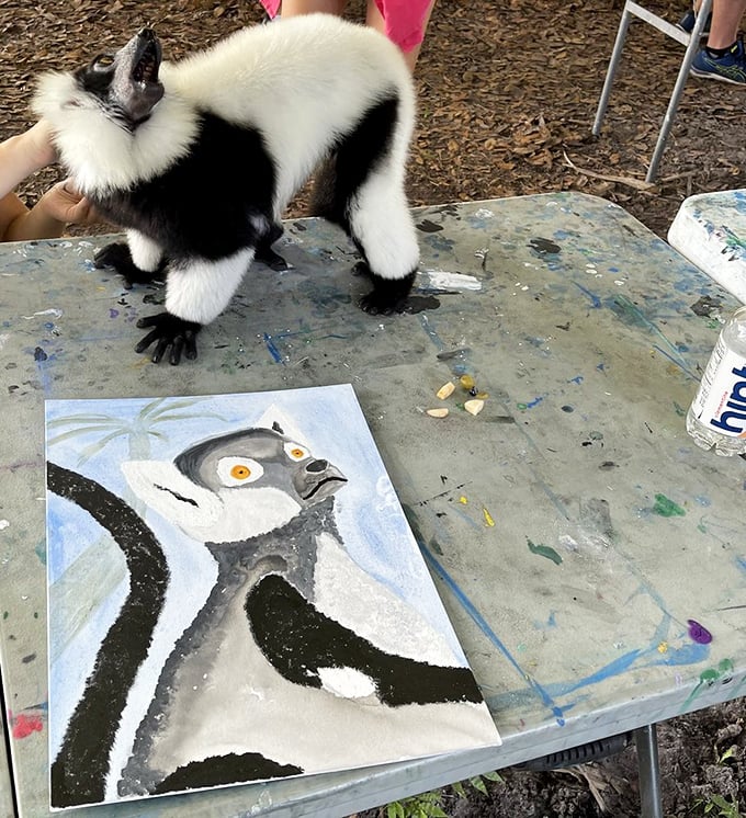 A black-and-white ruffed lemur demonstrates its artistic side, with a painting that rivals the work of many human abstract expressionists.