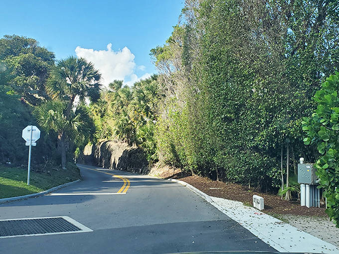 Golden sunshine illuminates the passage, transforming an ordinary drive into a journey through nature's own cathedral.