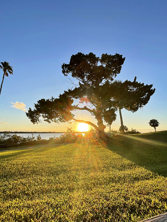 The setting sun paints the landscape in warm hues, transforming ordinary trees into extraordinary silhouettes against the evening sky.