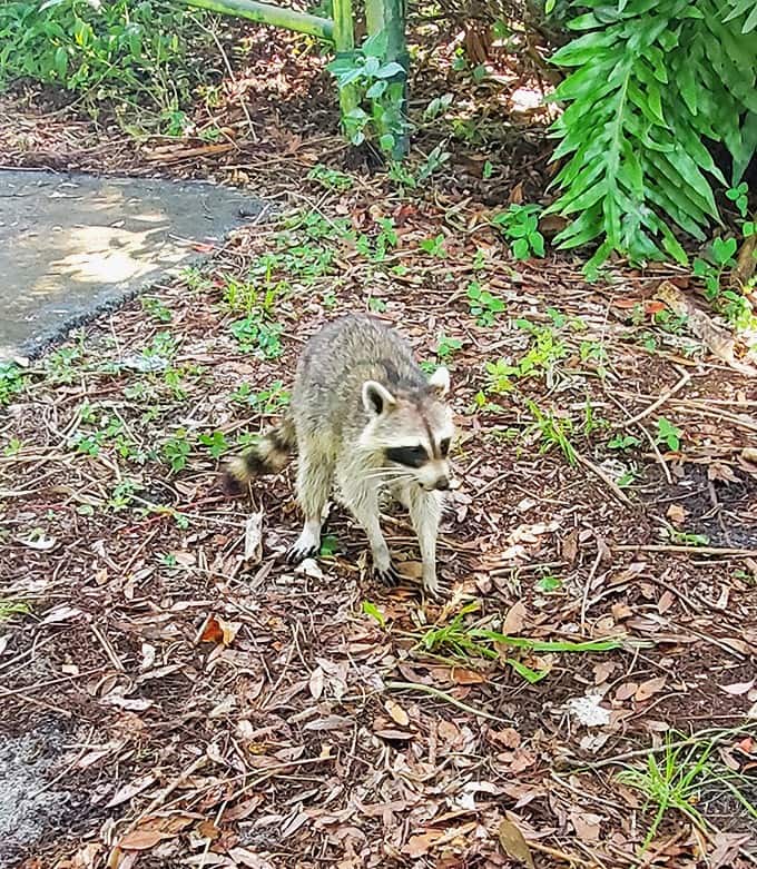 This masked bandit pauses mid-heist, probably plotting which picnic basket to raid next with adorable determination.