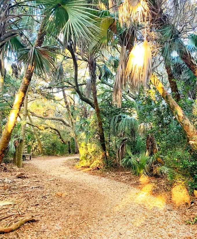 Nature's cathedral &ndash; where palm fronds create dappled light shows and the air smells better than any designer perfume.