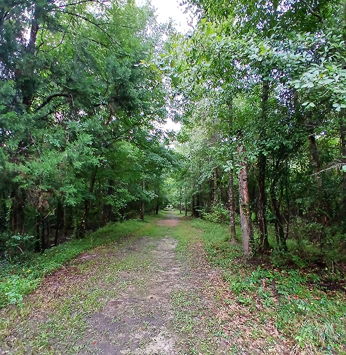 The trail to Bellamy Bridge winds through classic North Florida landscape, an adventure before the destination.
