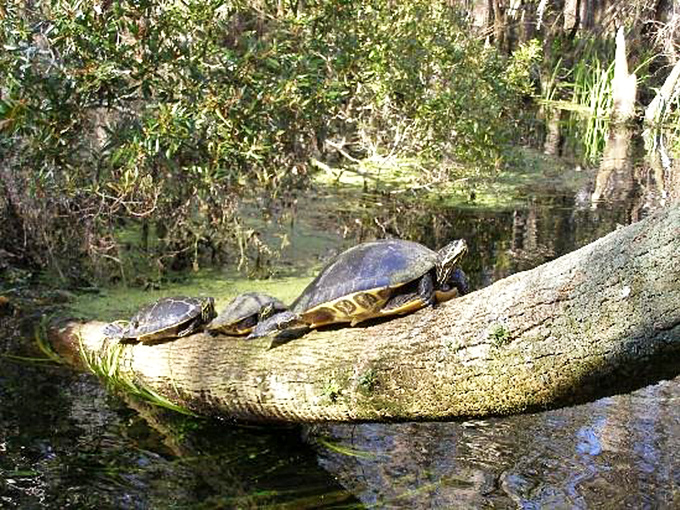 Turtle condo living at its finest &ndash; these shelled residents have mastered the art of log-sharing and sun-soaking.