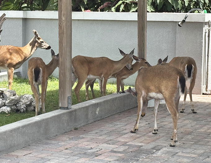 A small herd of Key deer demonstrates their social nature, gathering like old friends at the neighborhood block party.